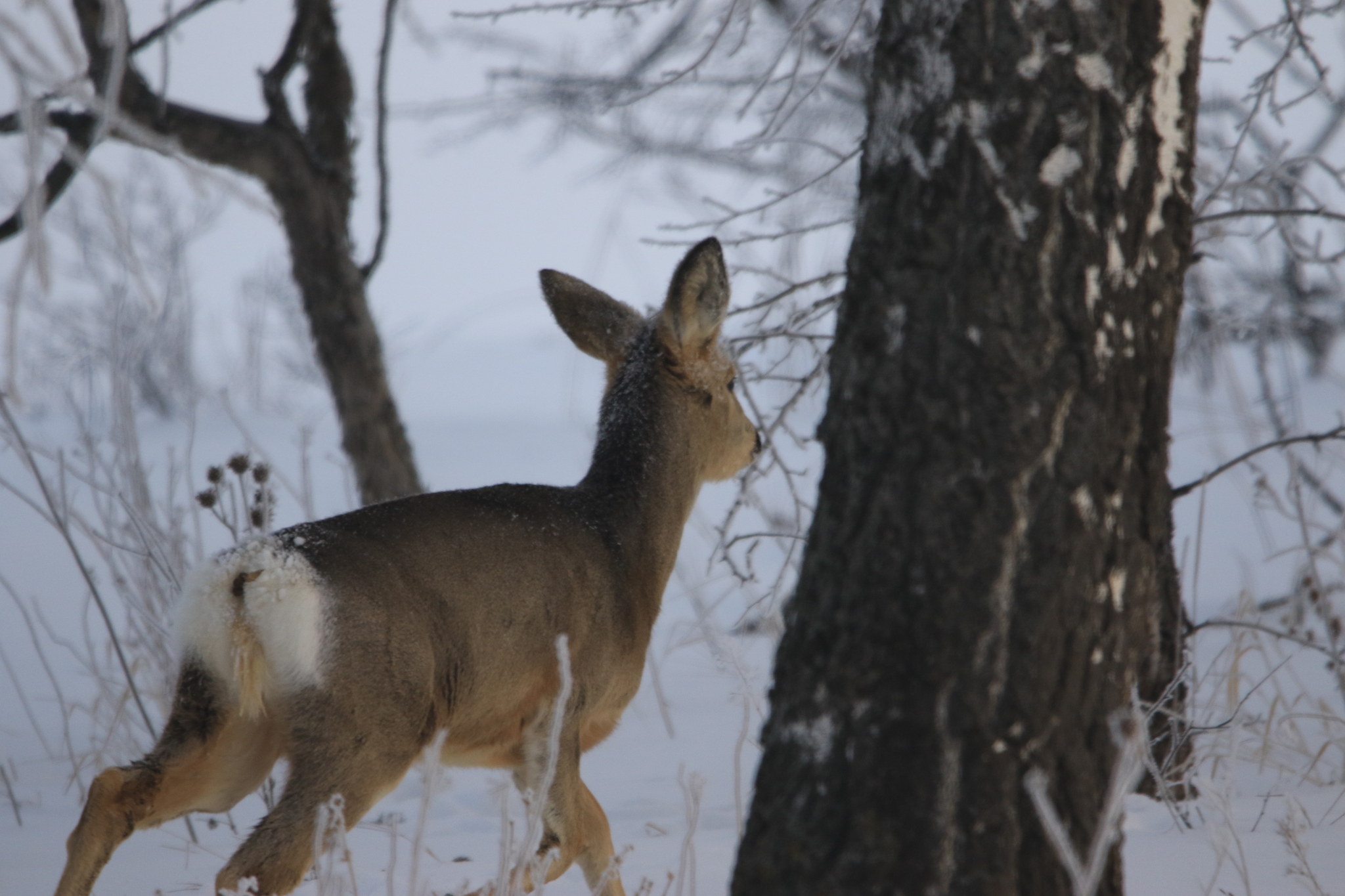 Capreolus pygargus (Pallas, 1771)