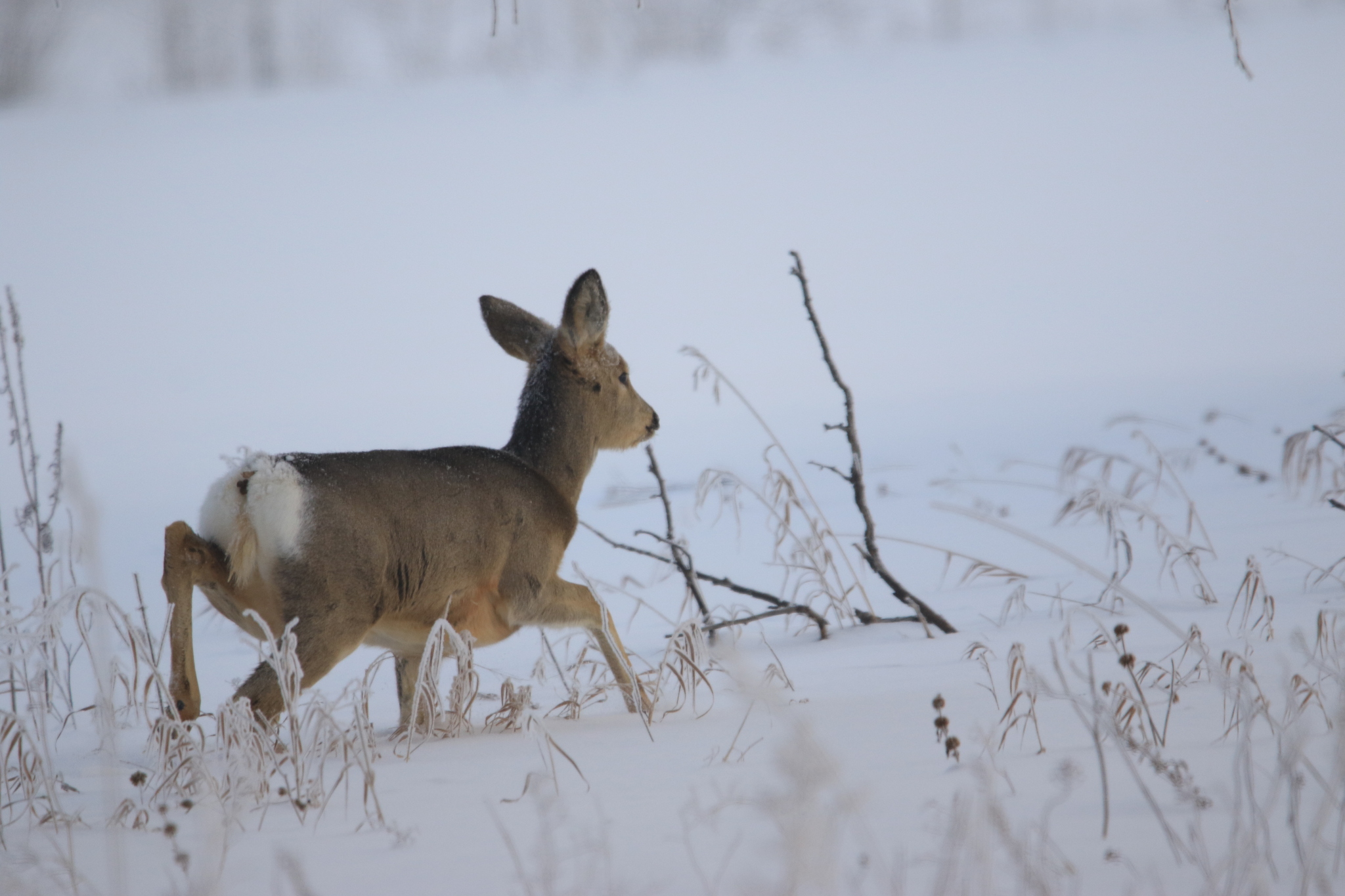 Capreolus pygargus (Pallas, 1771)