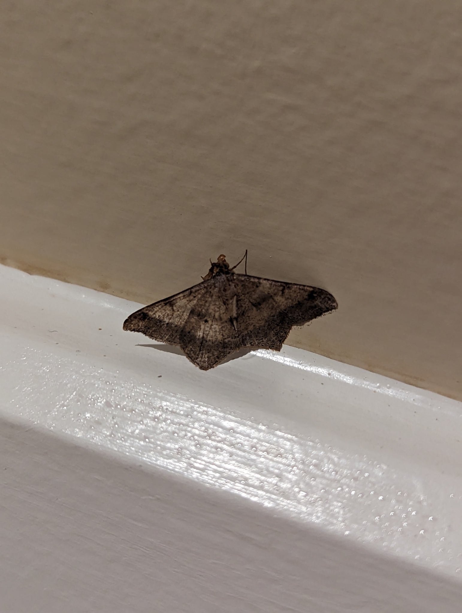 Macaria abydata Guenée