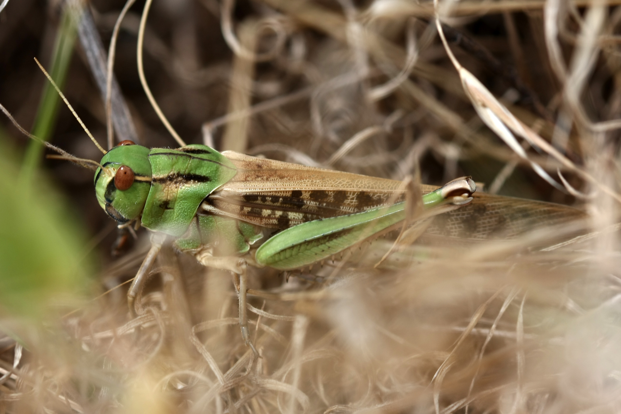 Locusta migratoria (Linnaeus, 1758)