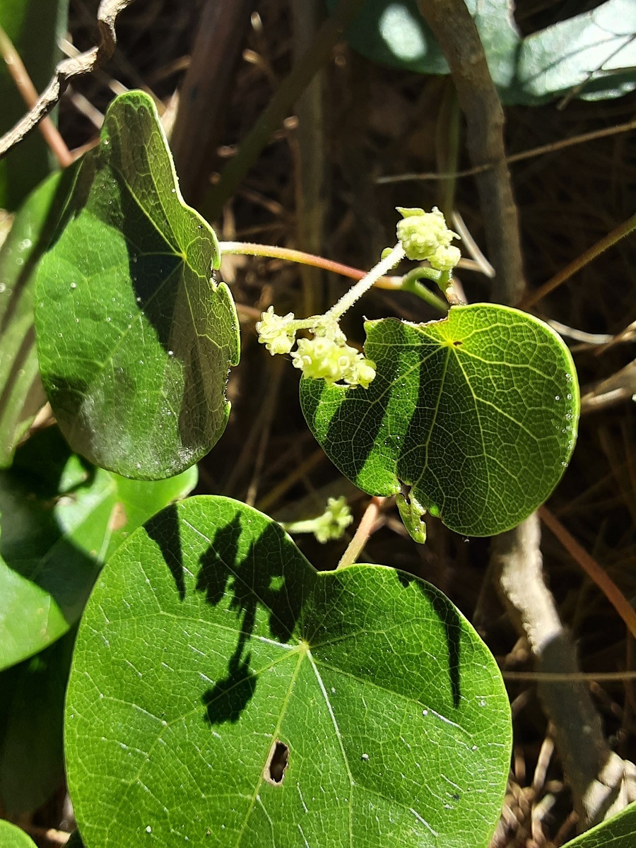 Stephania japonica (Thunb.) Miers