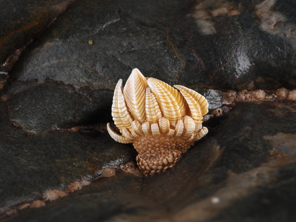 Japanese goose barnacle from 中國三亞市吉陽區東海角 邮政编码: 572004 on February 6 ...
