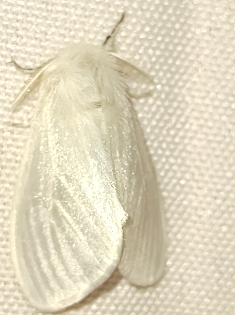 Tussock Moths from Distrito Federal, Brasília, BR on February 6, 2023 ...