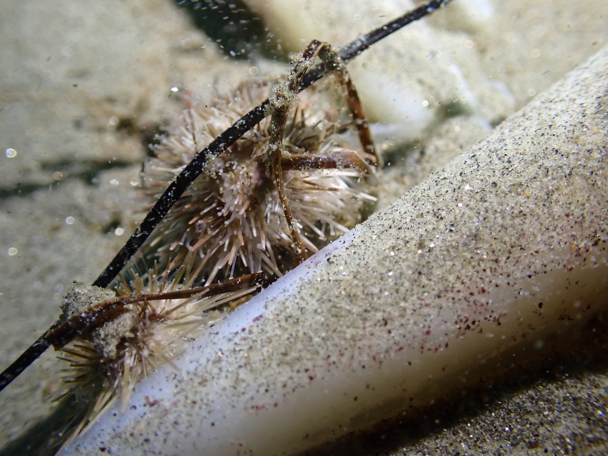 Lytechinus pictus (Verrill, 1867)