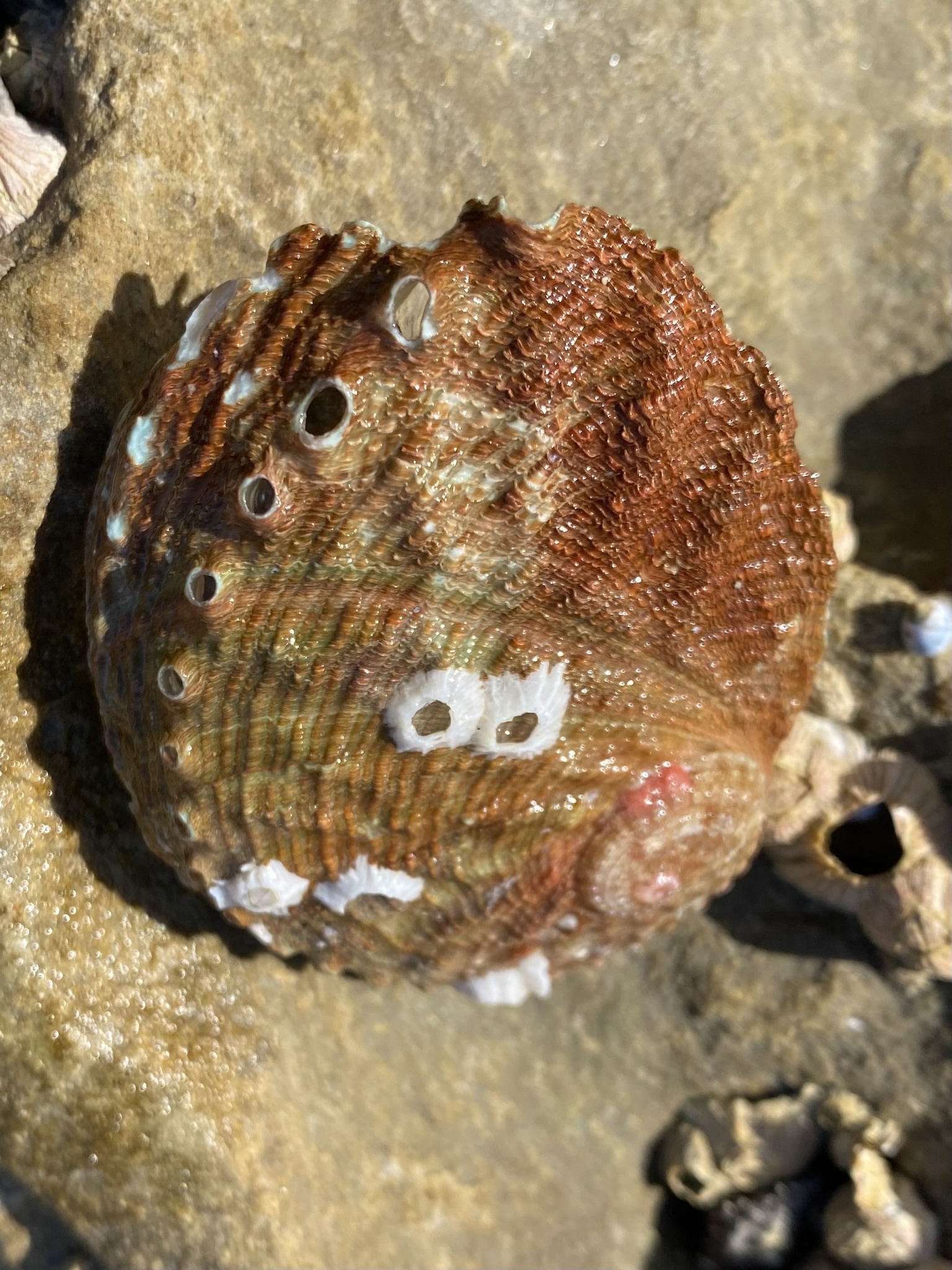 Haliotis rubra Leach, 1814