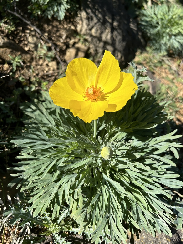 Mexican tulip poppy from Cerro La Mota Grande, García, Nuevo León, MX ...