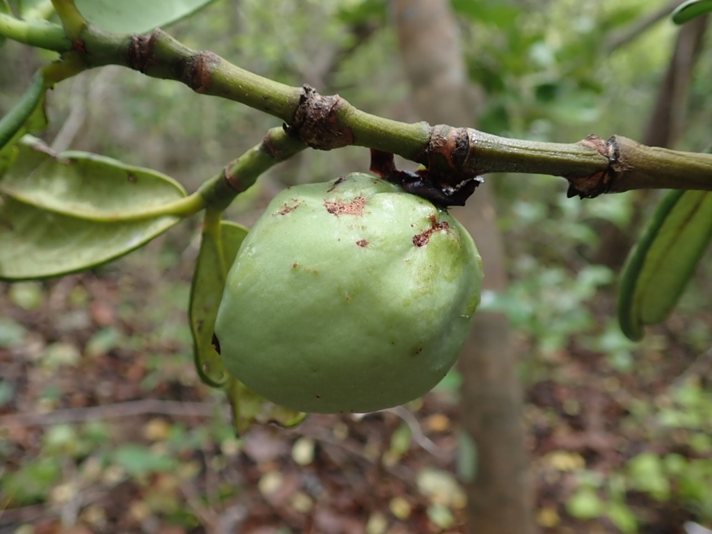 Mammea bongo in January 2023 by erickrak · iNaturalist