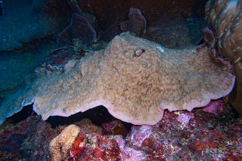 Podabacia motuporensis · iNaturalist