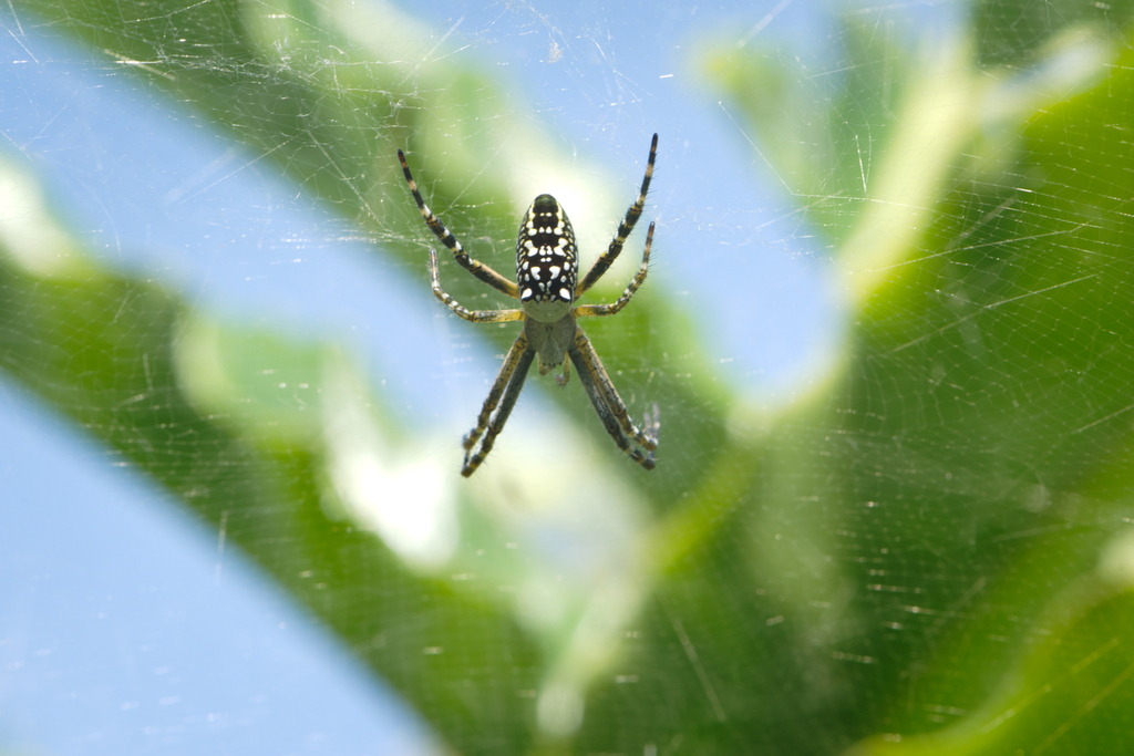 Dome Web Spider from Lumi, Papua New Guinea on February 3, 2023 at 03: ...