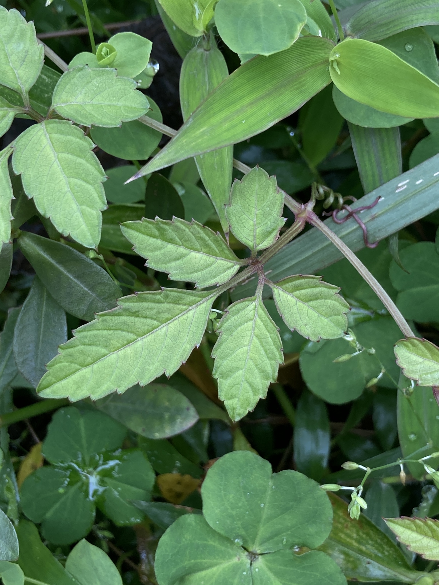 Causonis japonica (Thunb. ex Murray) Raf.