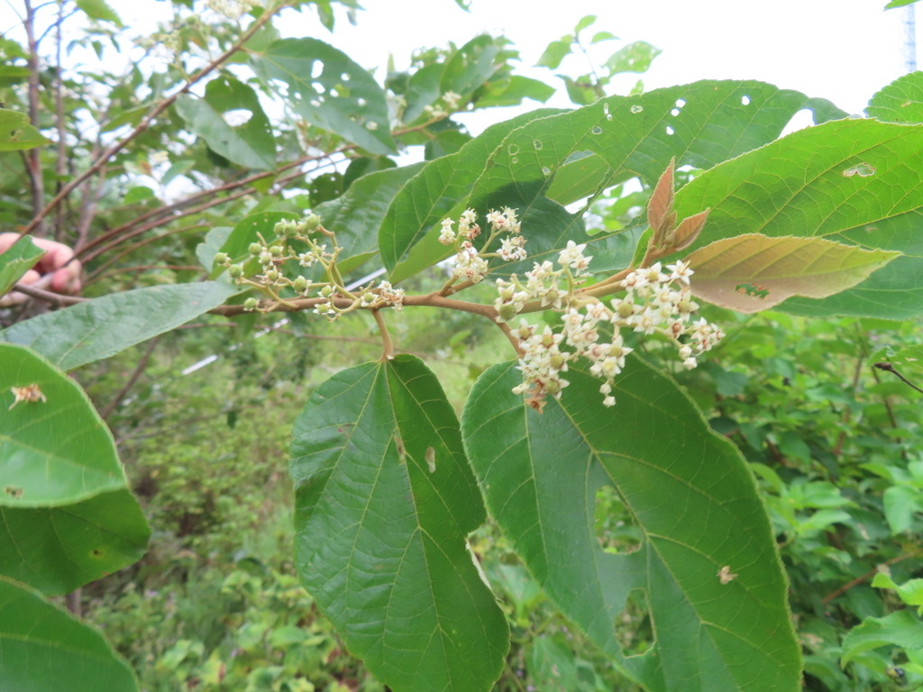 Commersonia bartramia (L.) Merr.