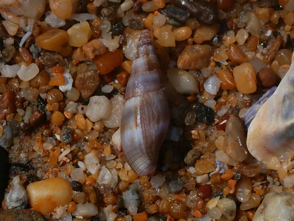 Isara cookii from Bundagen NSW 2454, Australia on February 06, 2023 at ...