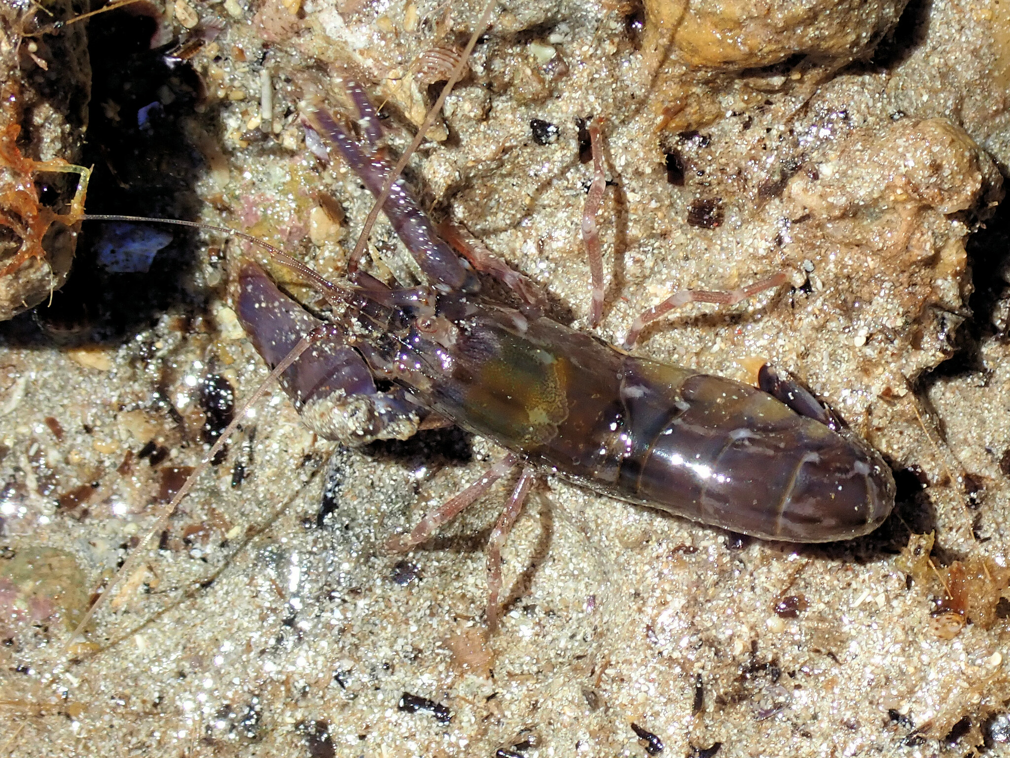 Alpheus Fabricius, 1798