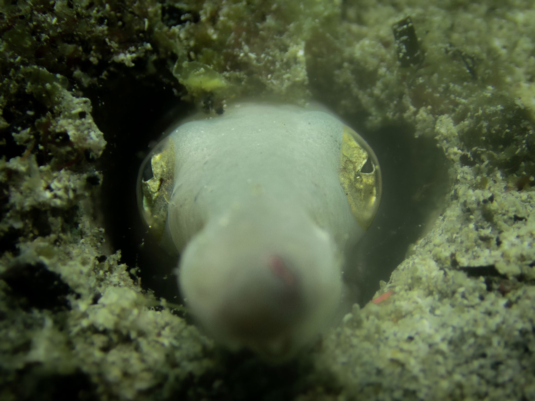 Ophisurus Lacepède, 1800