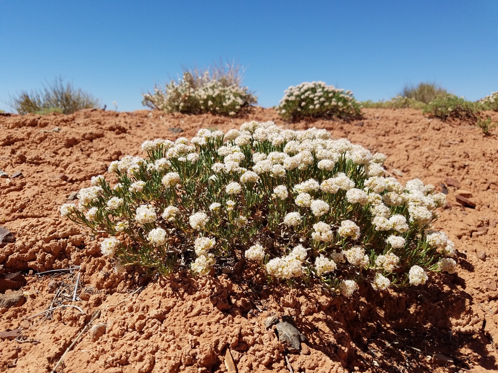 Comb Wash Buckwheat from San Juan County, UT, USA on May 26, 2017 at 11 ...
