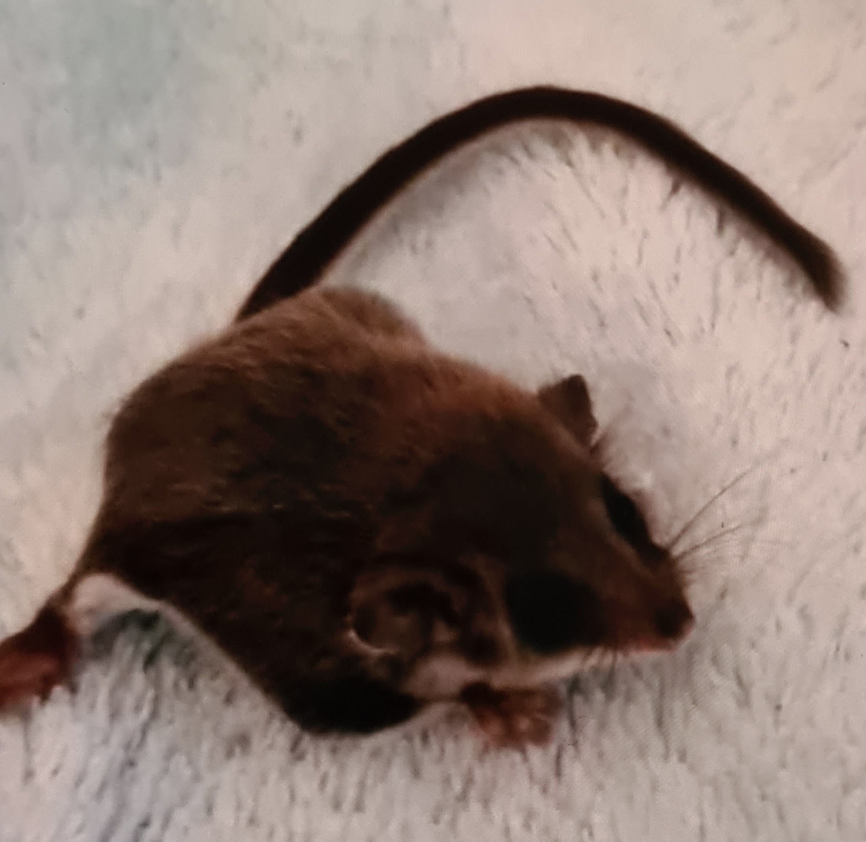 Acrobates pygmaeus (Shaw, 1793)