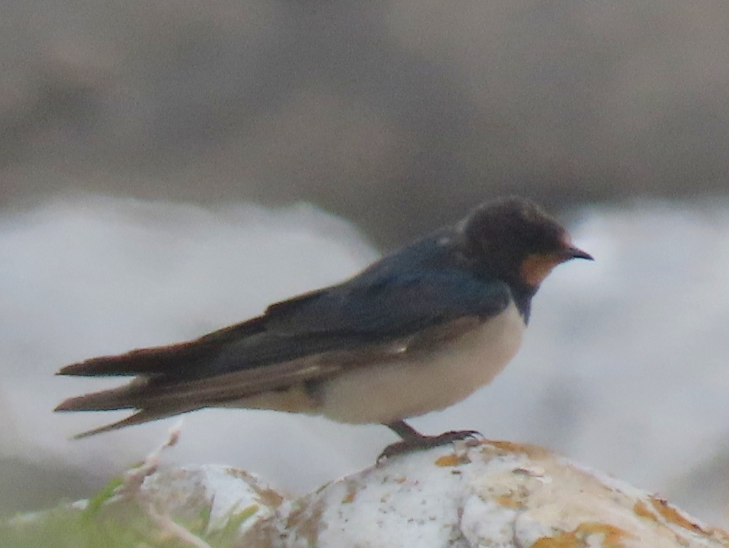Hirundo rustica rustica