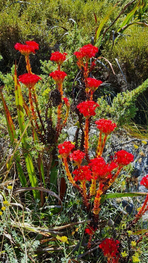 Rochea from Smuts Track on January 21, 2023 at 12:15 PM by Marian ...