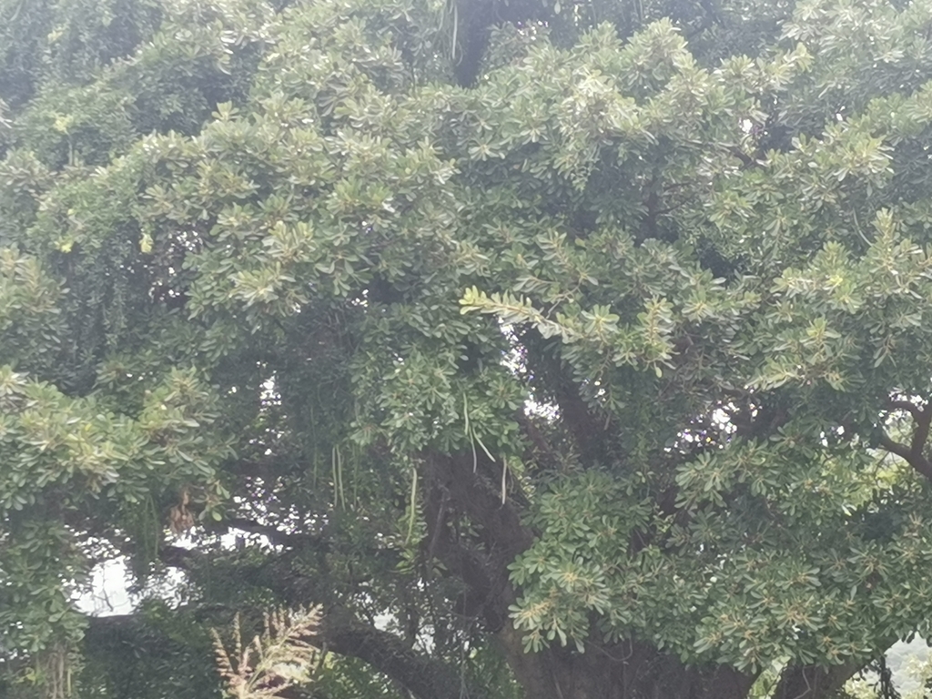 dicots from Greater Letaba Local Municipality, South Africa on February ...