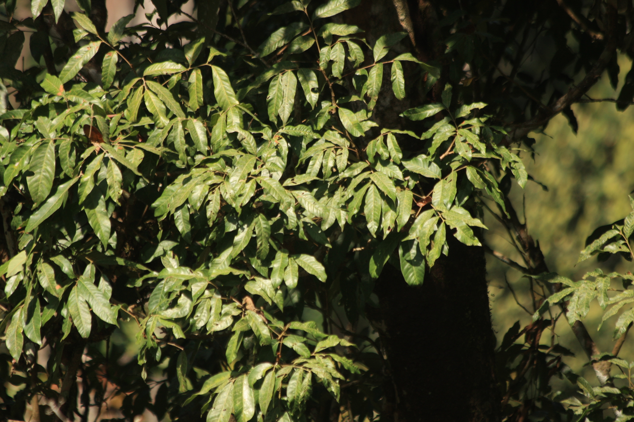 Dimocarpus longan Lour.