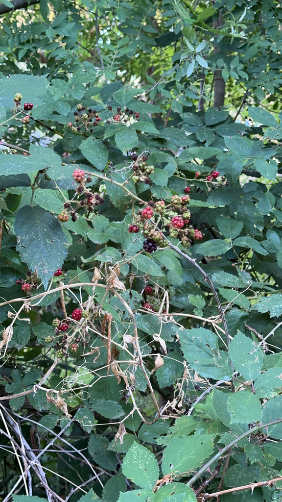 European blackberry complex from Belair on February 06, 2023 at 07:29 ...