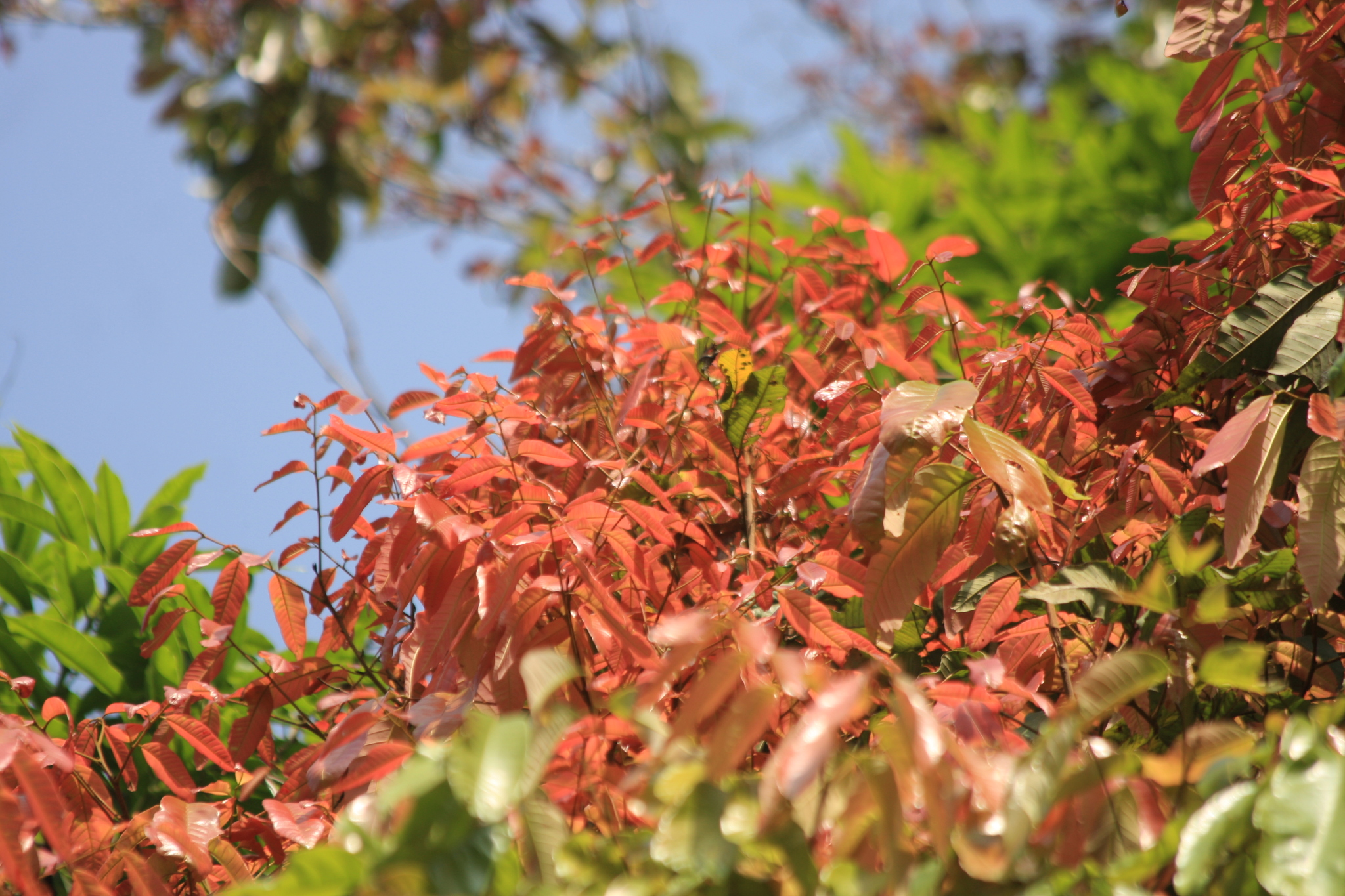 Dimocarpus longan Lour.