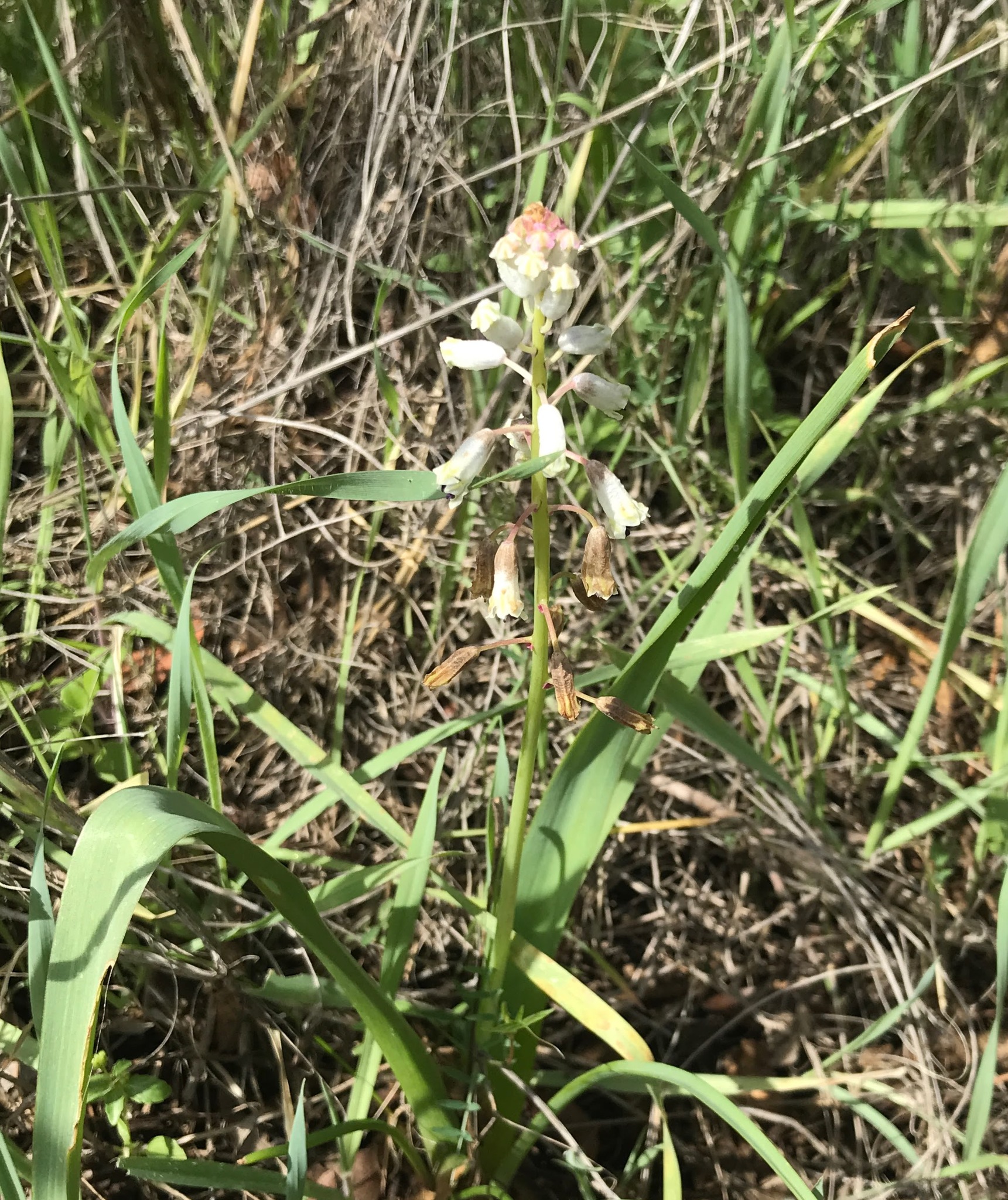 Bellevalia flexuosa Boiss.