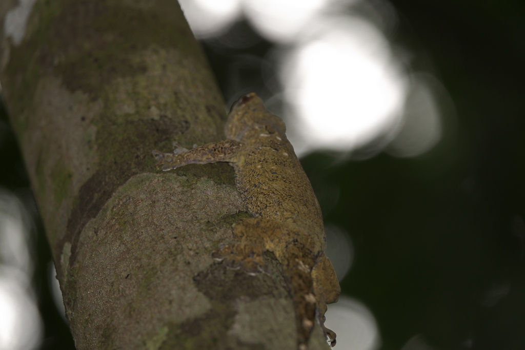 Eastern Giant Stump-toed Gecko from Rewa, FJ-CE, FJ on January 31, 2023 ...