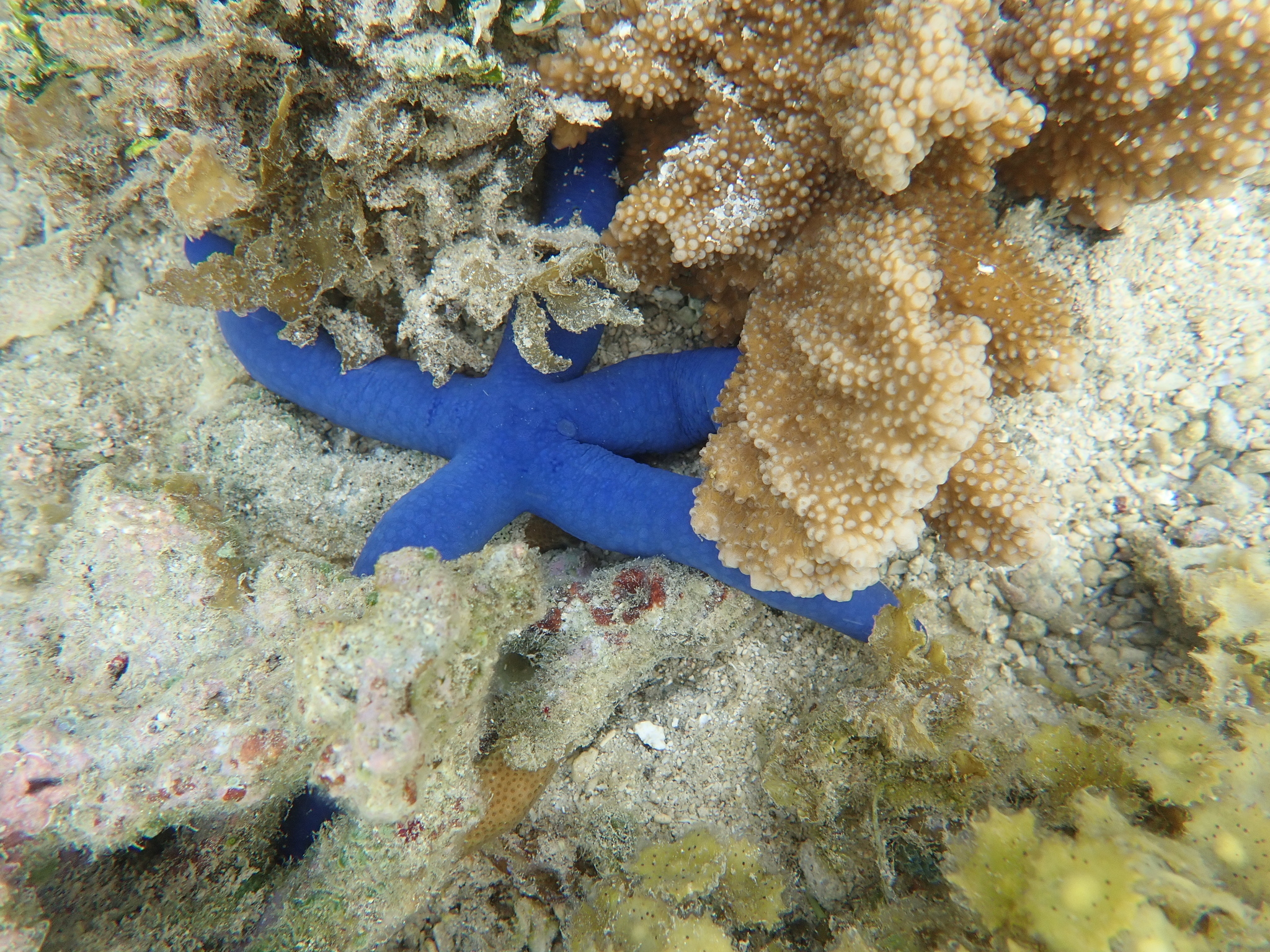 Linckia laevigata (Linnaeus, 1758)