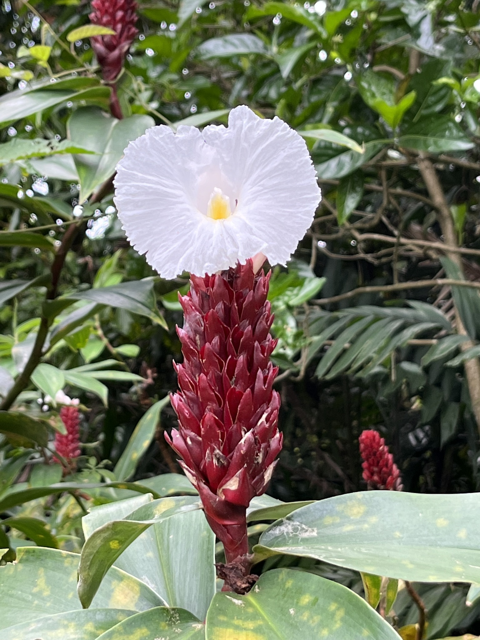 Hellenia speciosa (J.Koenig) S.R.Dutta