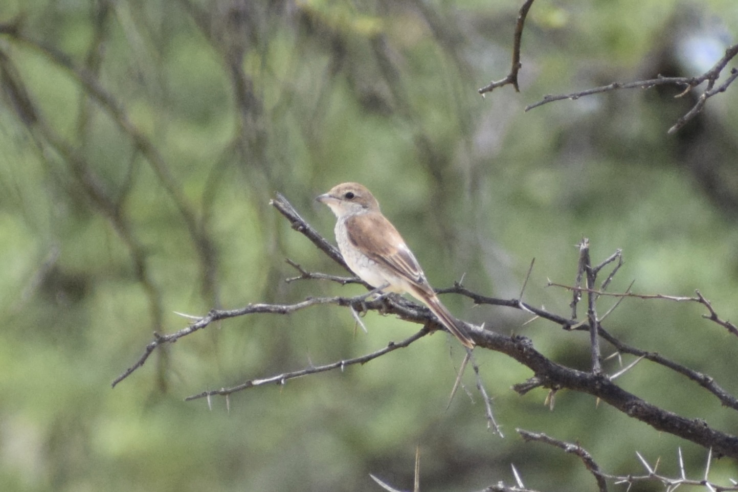 Lanius collurio Linnaeus, 1758
