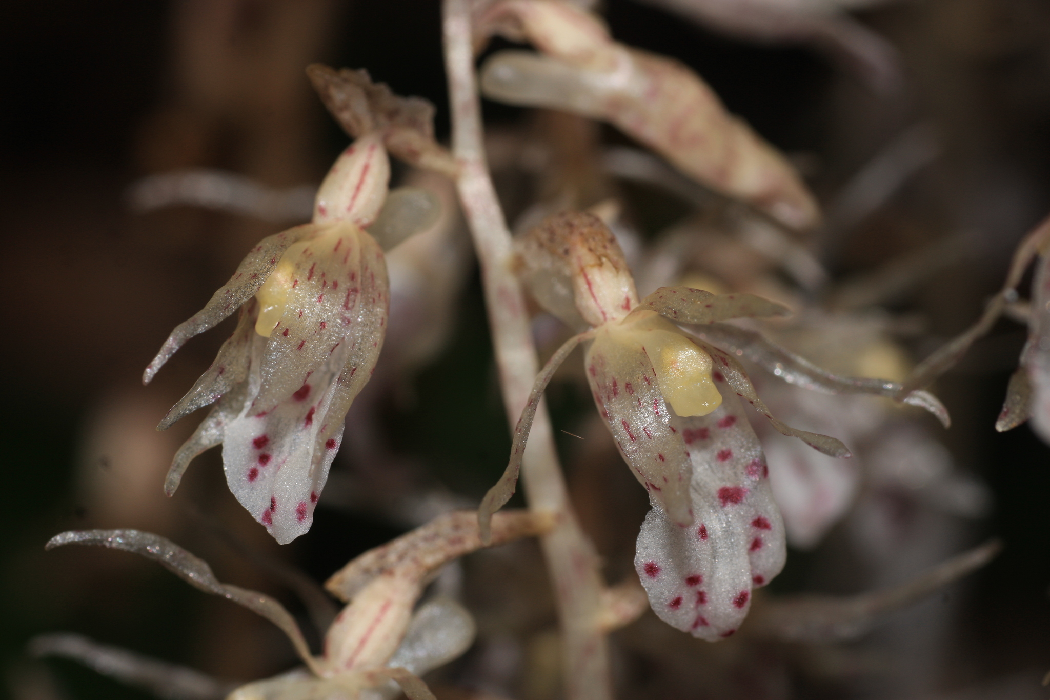 Epipogium roseum (D.Don) Lindl.