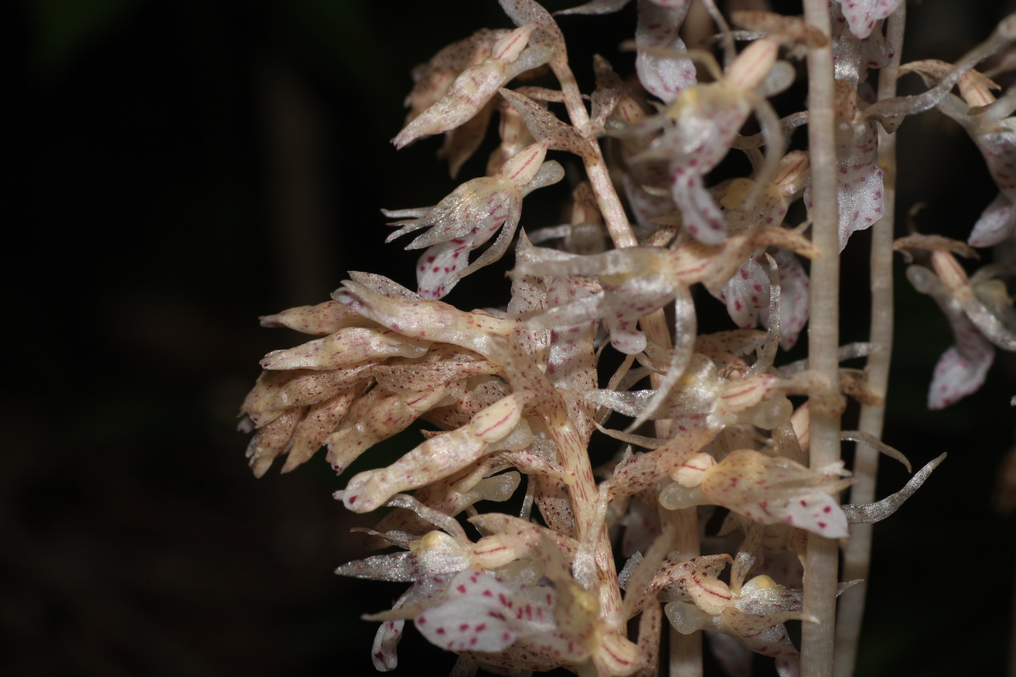 Epipogium roseum (D.Don) Lindl.