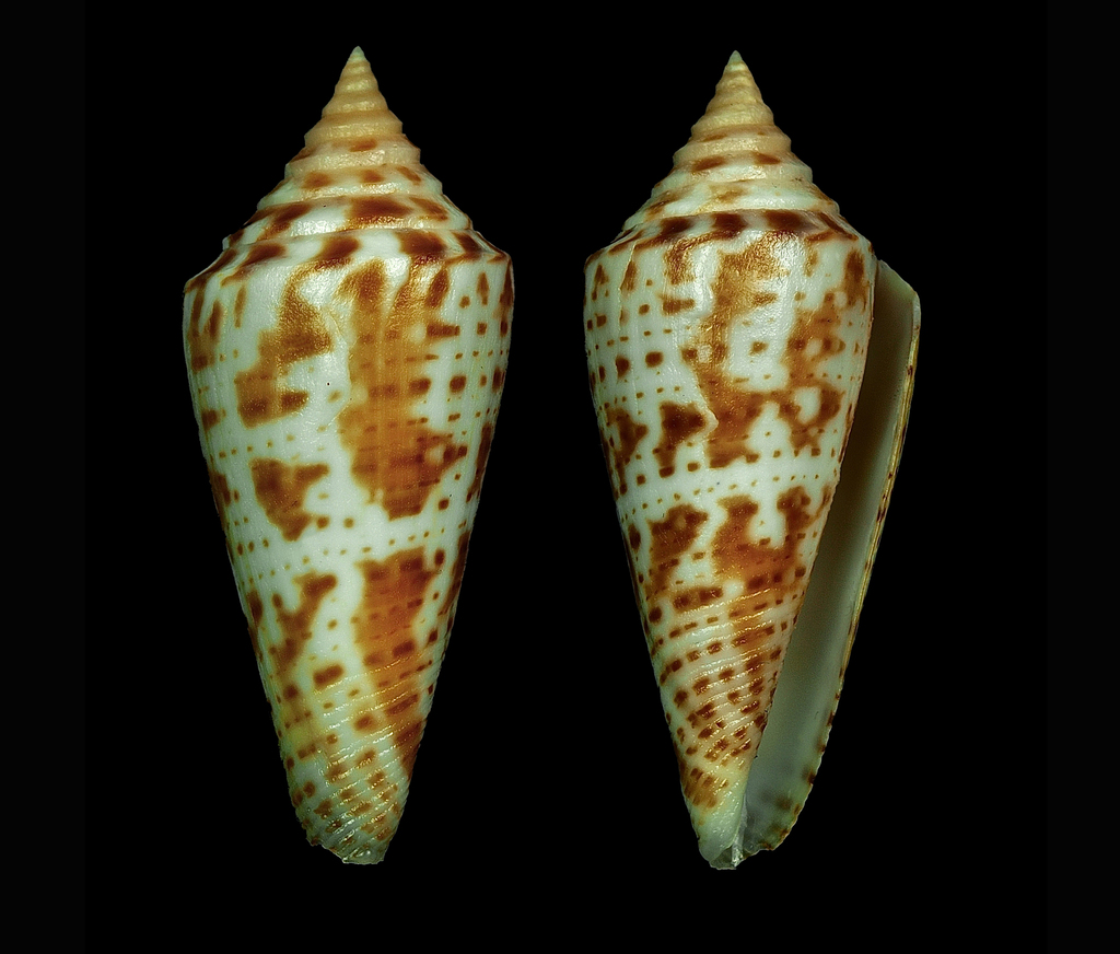 Conus dispar from Golfe de Californie on August 21, 2006 by Fabrice ...