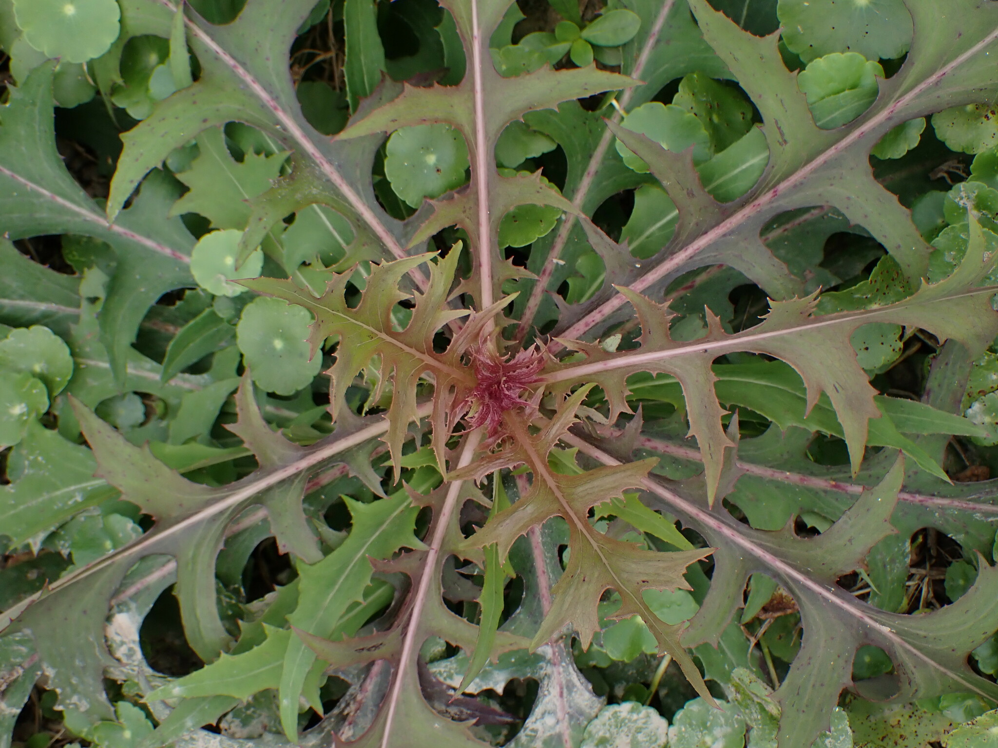 Lactuca indica L.