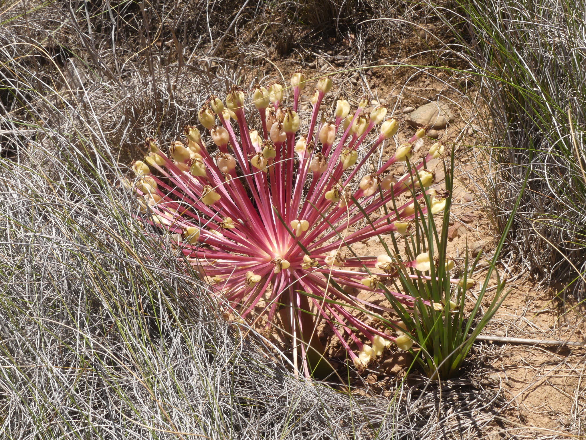 Crossyne guttata (L.) D.Müll.-Doblies & U.Müll.-Doblies