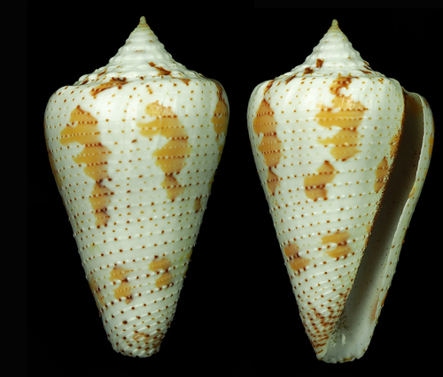 Conus dominicanus · iNaturalist Panamá