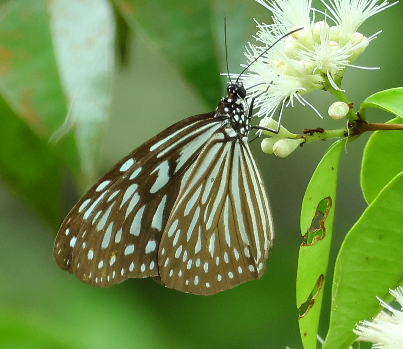 Ideopsis vulgaris (Butler, 1874)