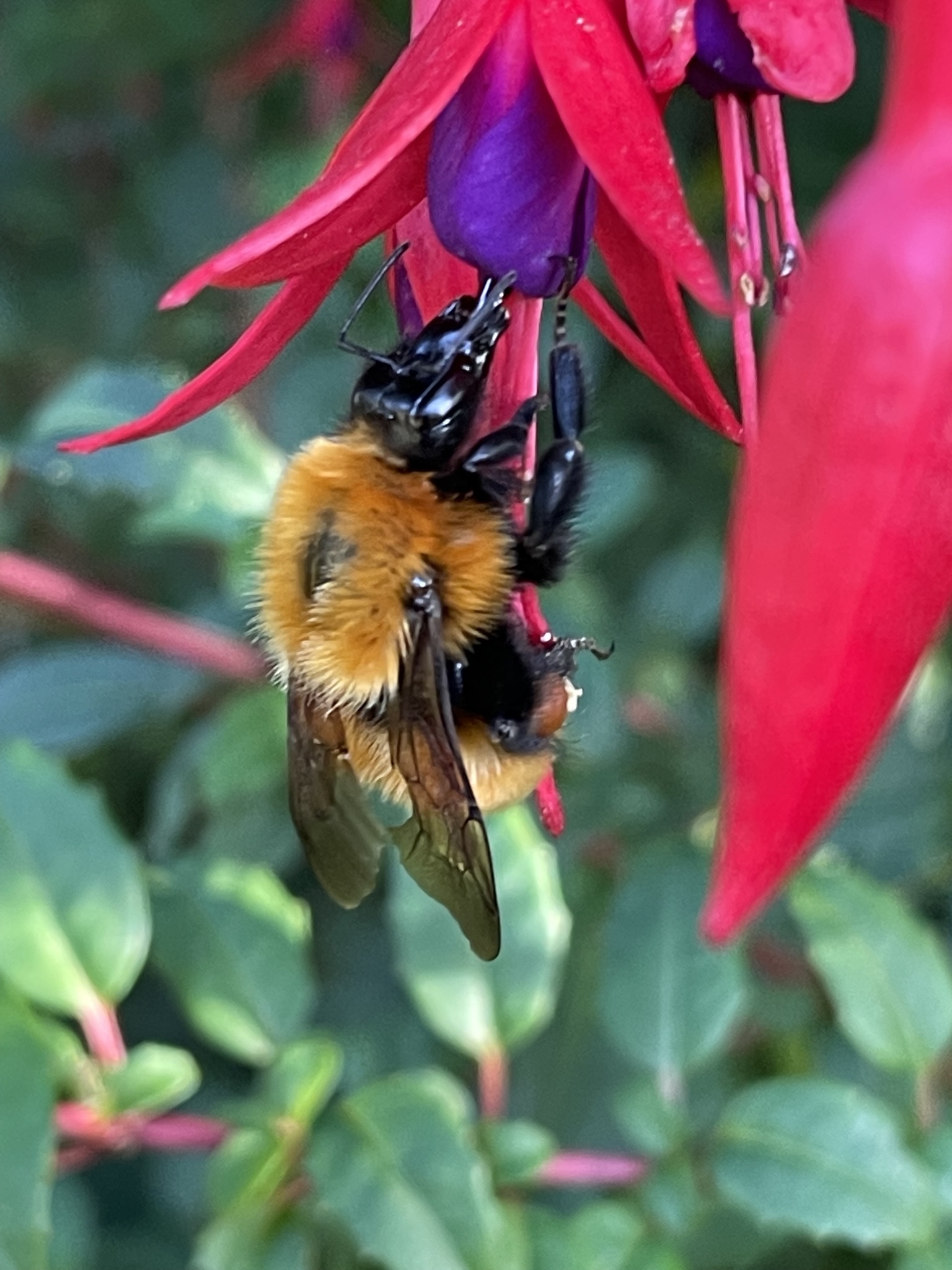 Bombus dahlbomii Guérin-Méneville, 1835