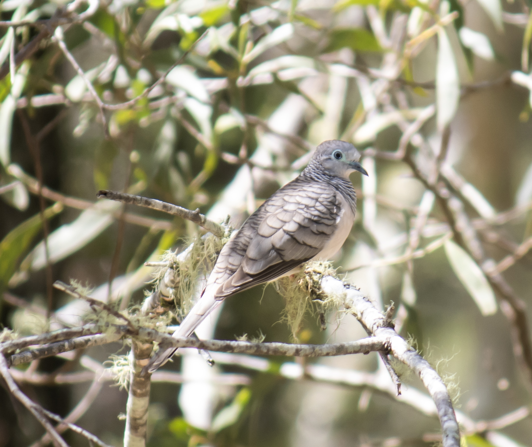 Geopelia placida Gould, 1844