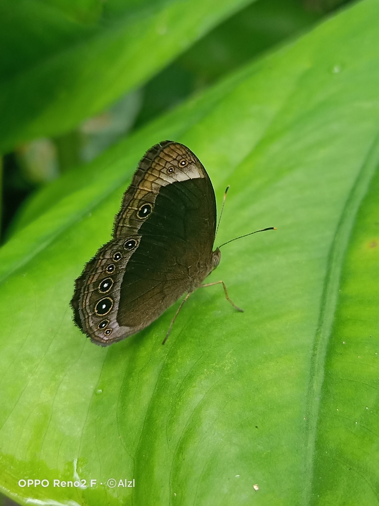 White-bar Bushbrown from C58Q+M2, 31900 Jeram, Perak, Malaysia on ...