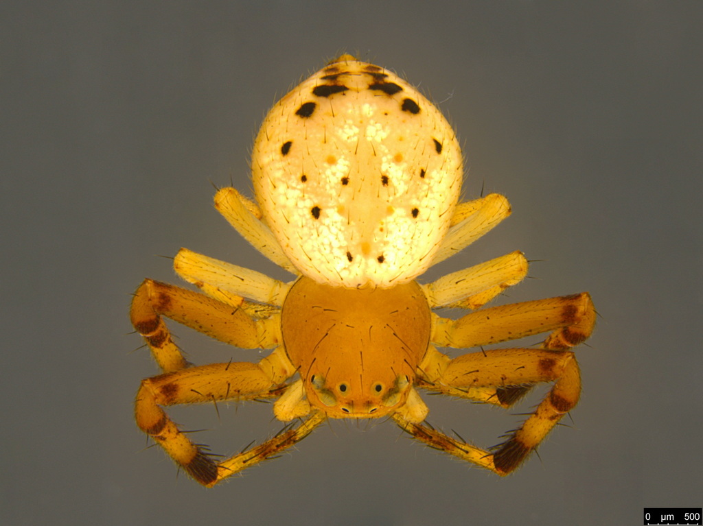 Australomisidia from Aranda, ACT, Australia on February 06, 2023 at 09: ...