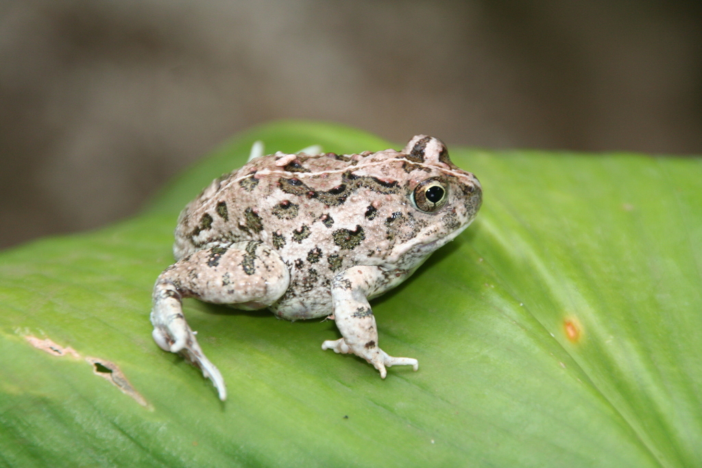 Sand Frogs from Rombo, Tanzania on April 05, 2011 at 08:31 AM by chemp ...