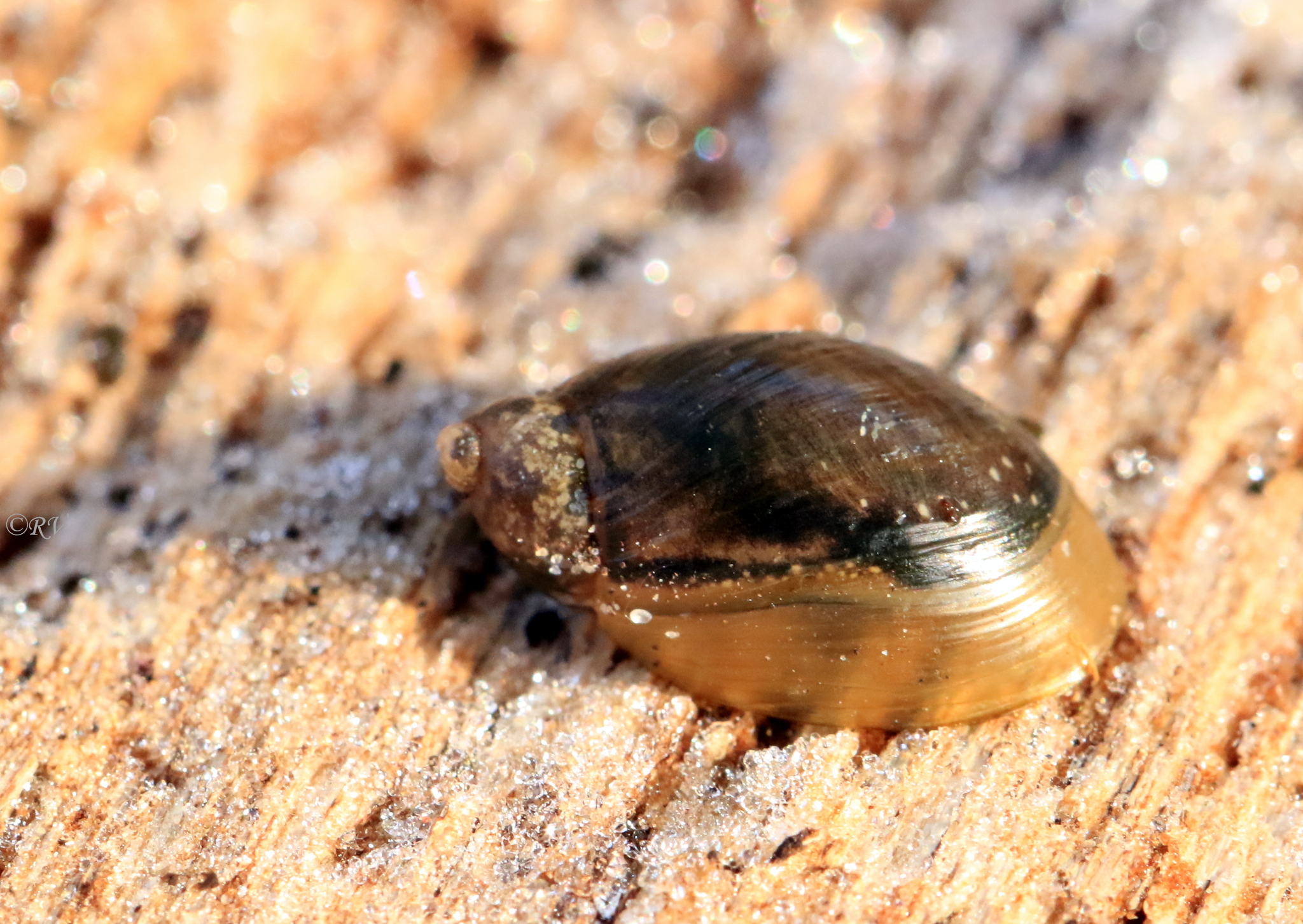 Succinea putris (Linnaeus, 1758)