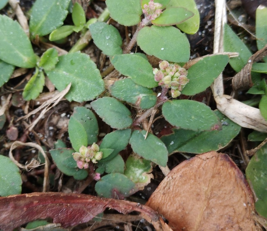 Florida Hammock Sandmat from Hallandale Beach, FL 33009, USA on ...