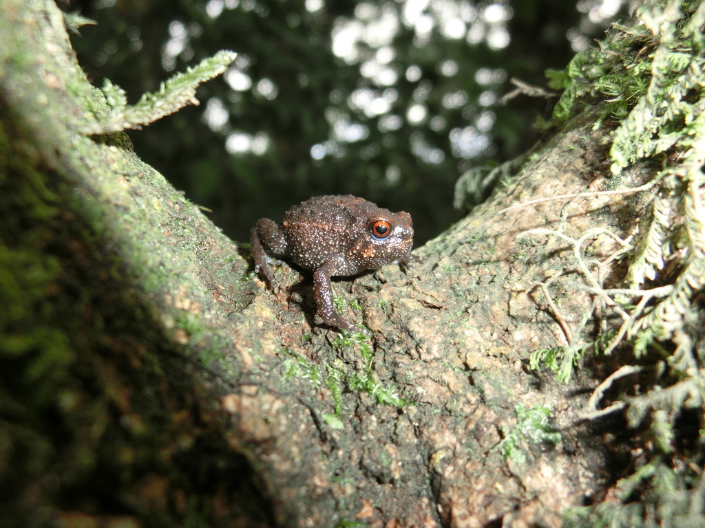 Kindoroko Warty Frog in March 2013 by chemp. forest margin of Kindoroko ...