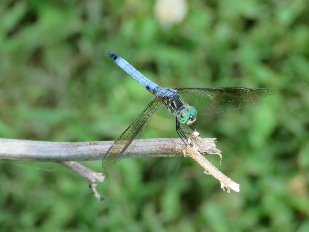 Blue Dasher from Town Center, Columbia, MD, USA on July 22, 2015 at 02: ...
