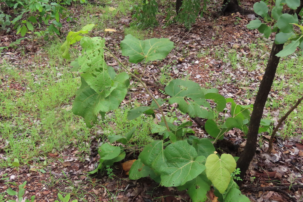 flowering plants from Kakadu NT 0822, Australia on January 19, 2023 at ...