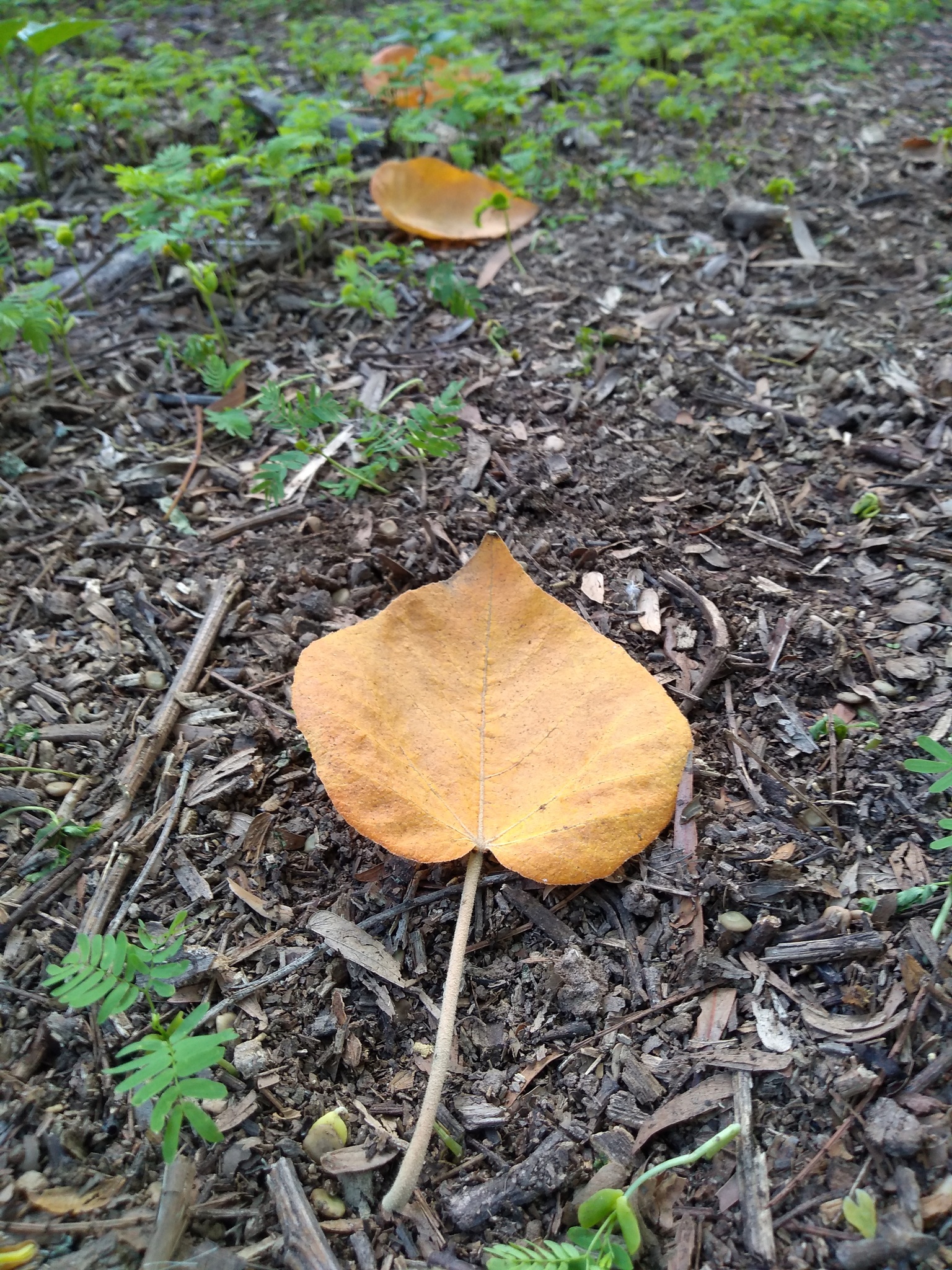 Croton urucurana Baill.