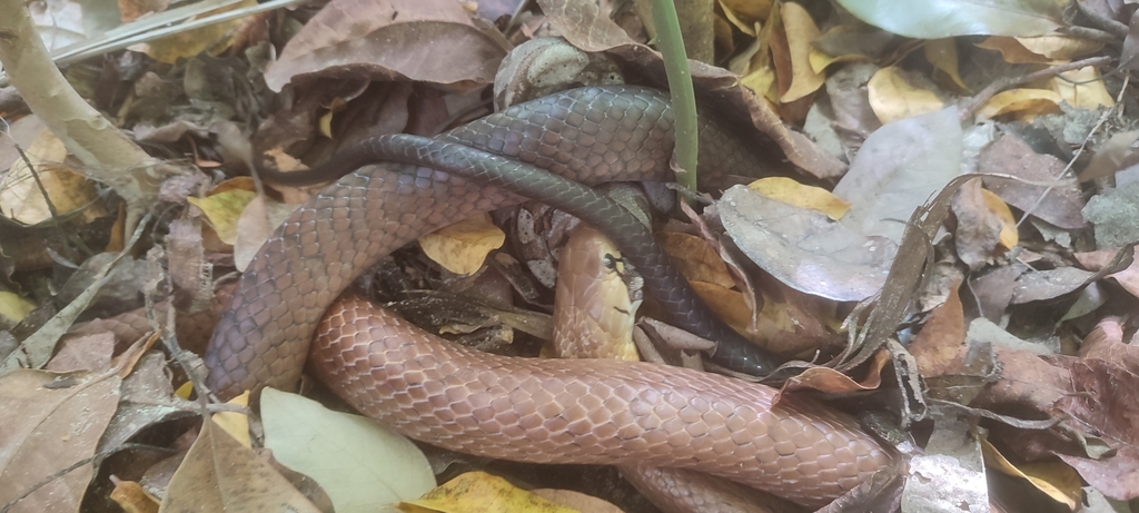 Central American Indigo Snake from 77730 Q.R., México on January 25 ...